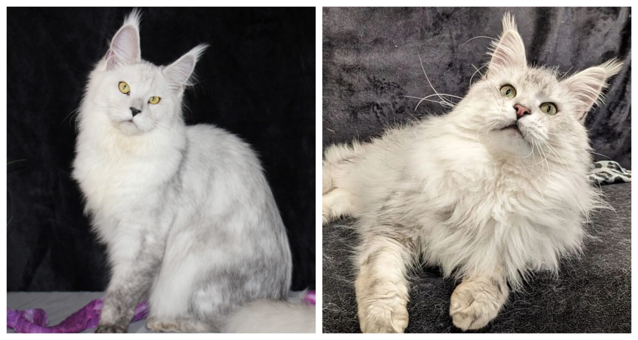 Edelweiss and Boaz - Gold Rush Maine Coons
