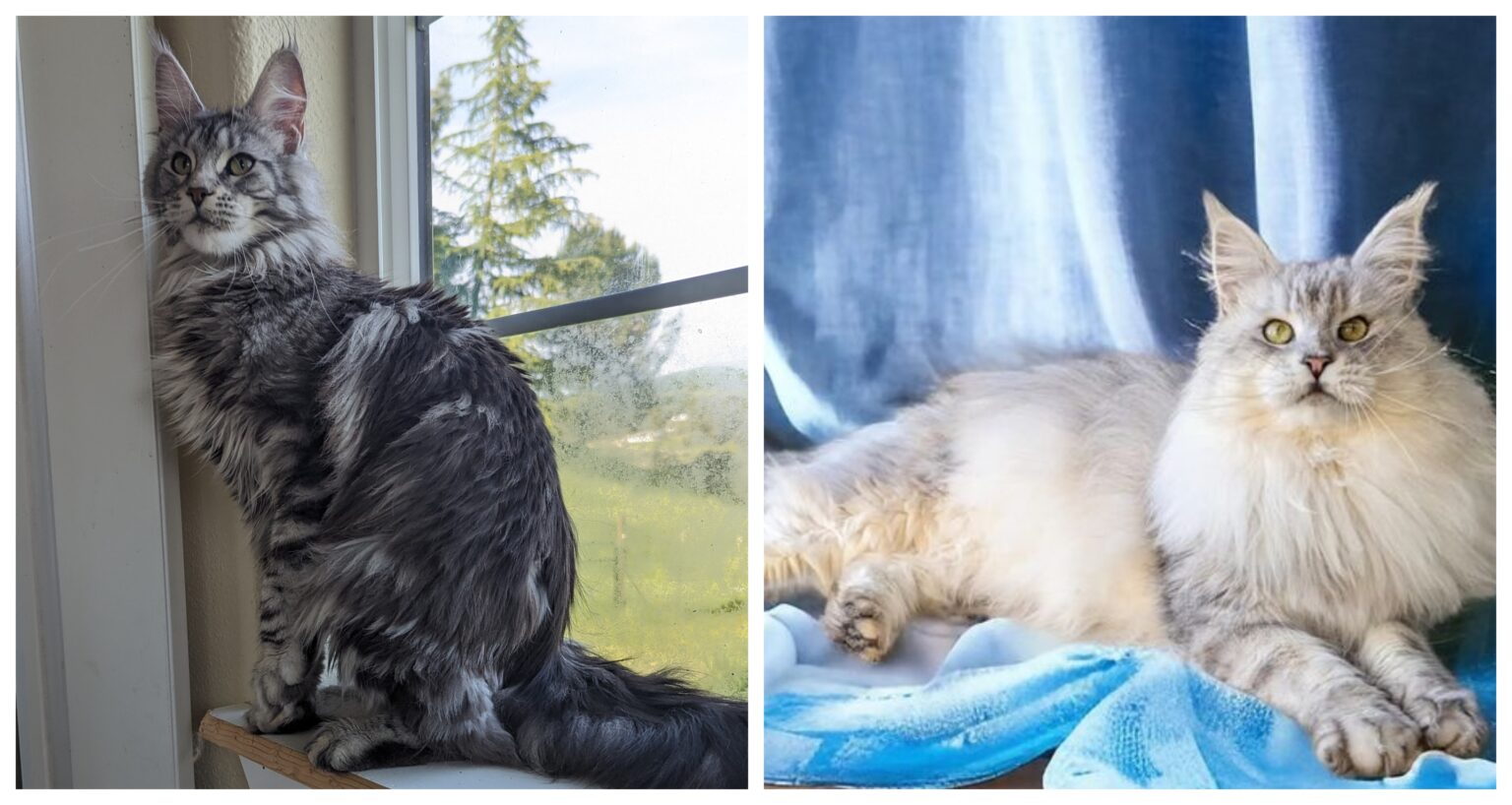 Harper and Boaz - Gold Rush Maine Coons