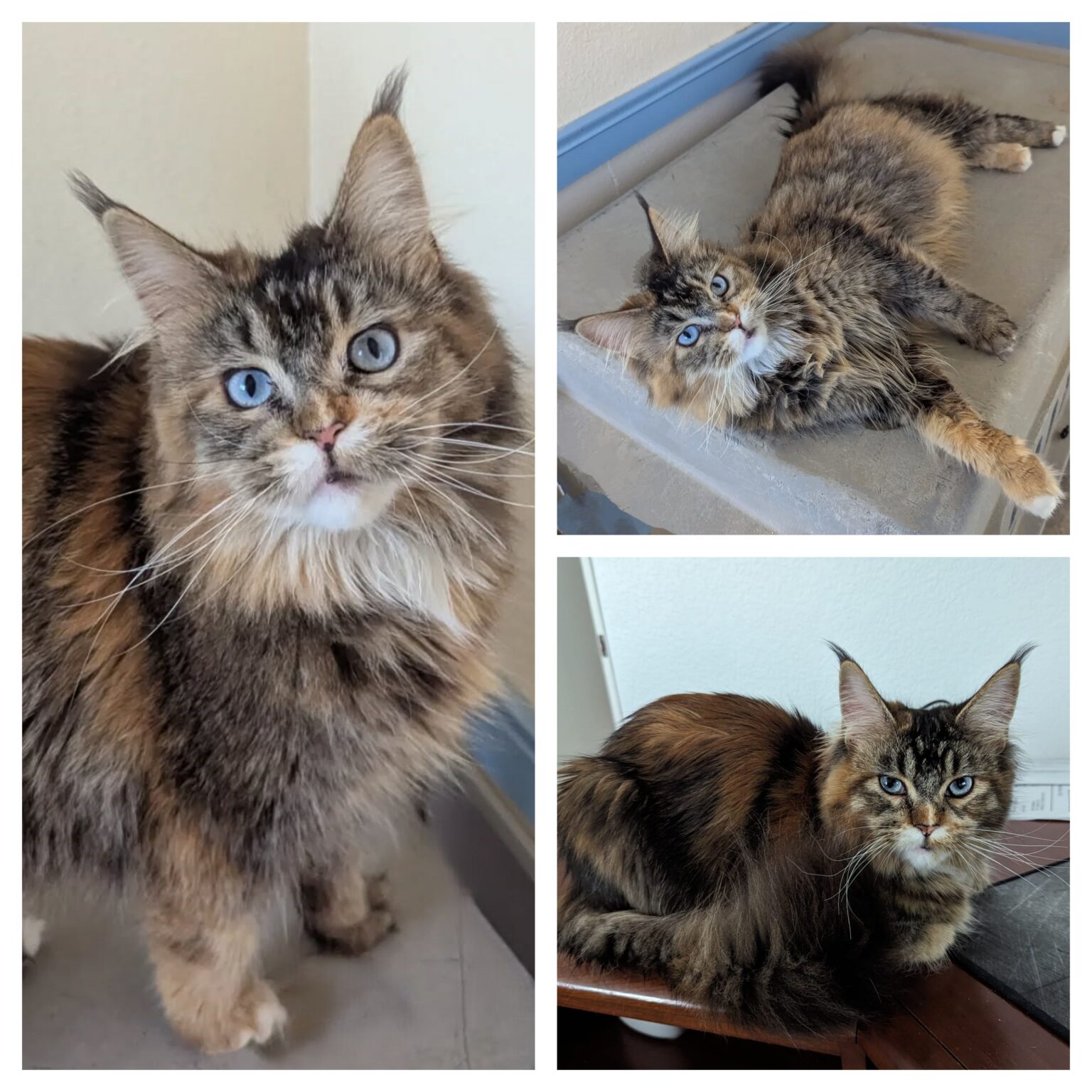 Capri-blue eyed Tortie - Gold Rush Maine Coons