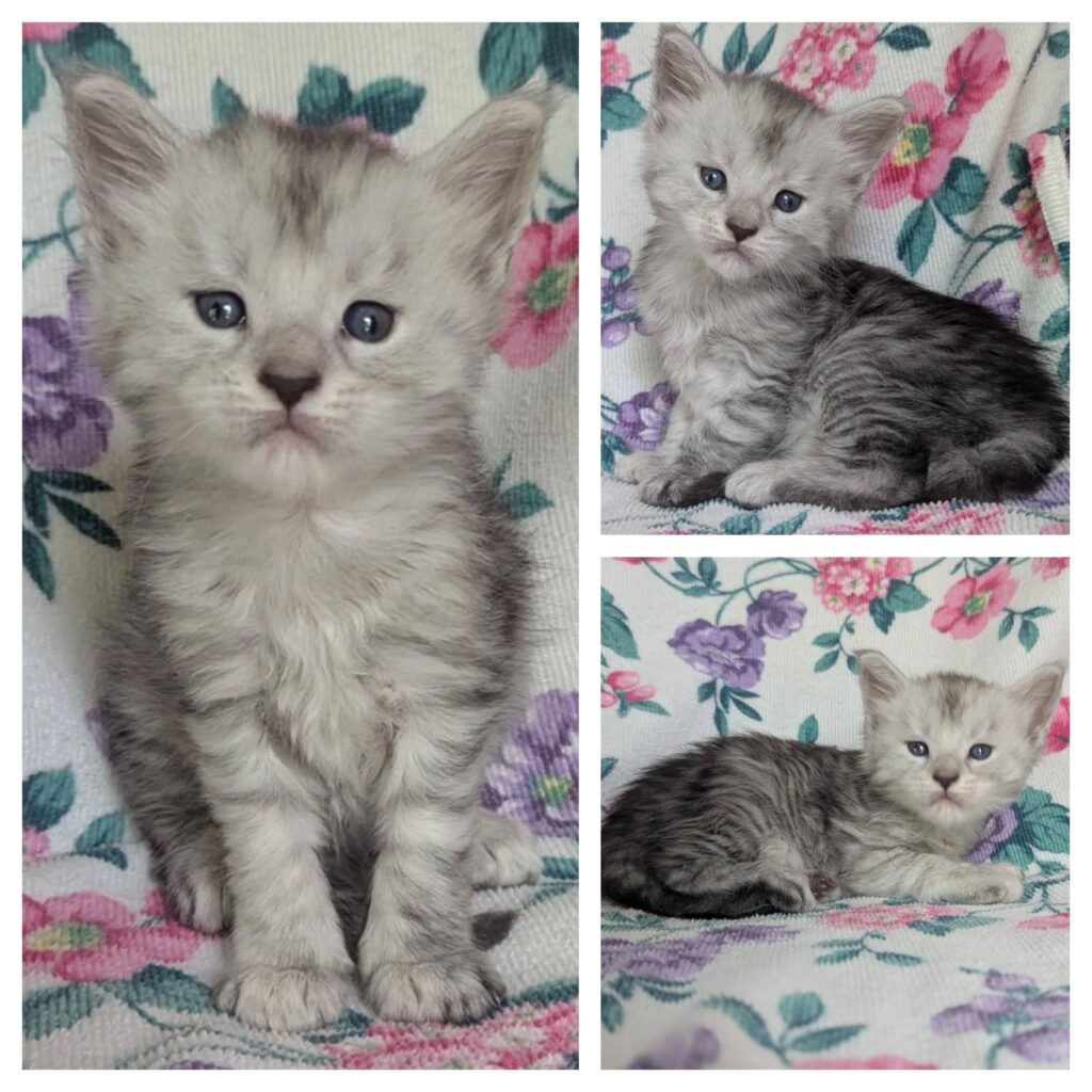 Edelweiss and Boaz - Gold Rush Maine Coons