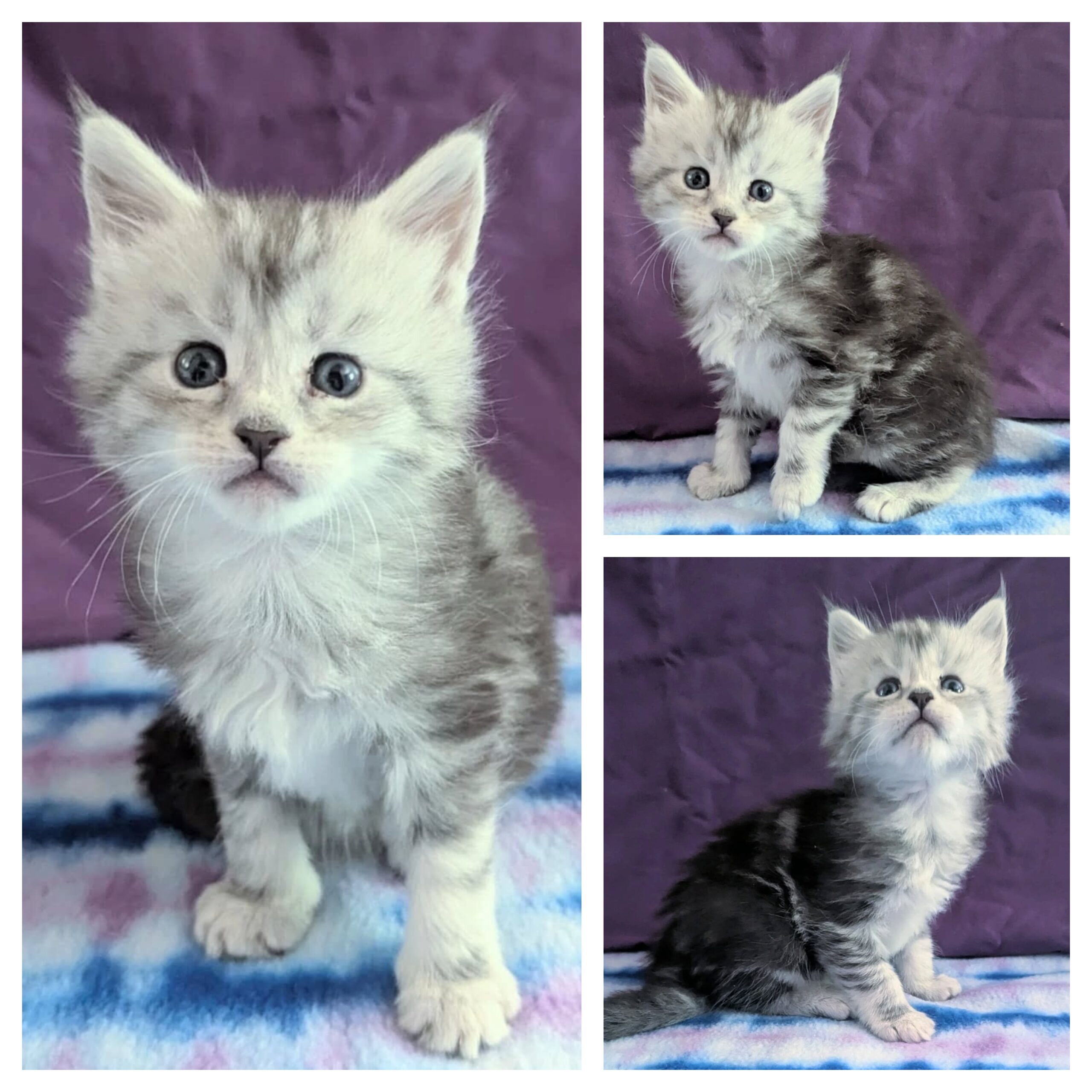Harper and Boaz - Gold Rush Maine Coons
