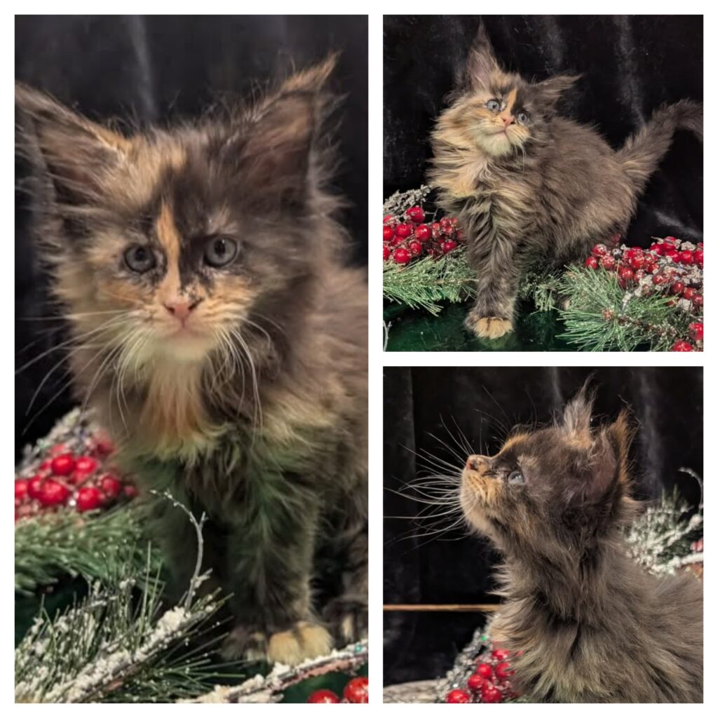 Geneva and Oliver - Gold Rush Maine Coons