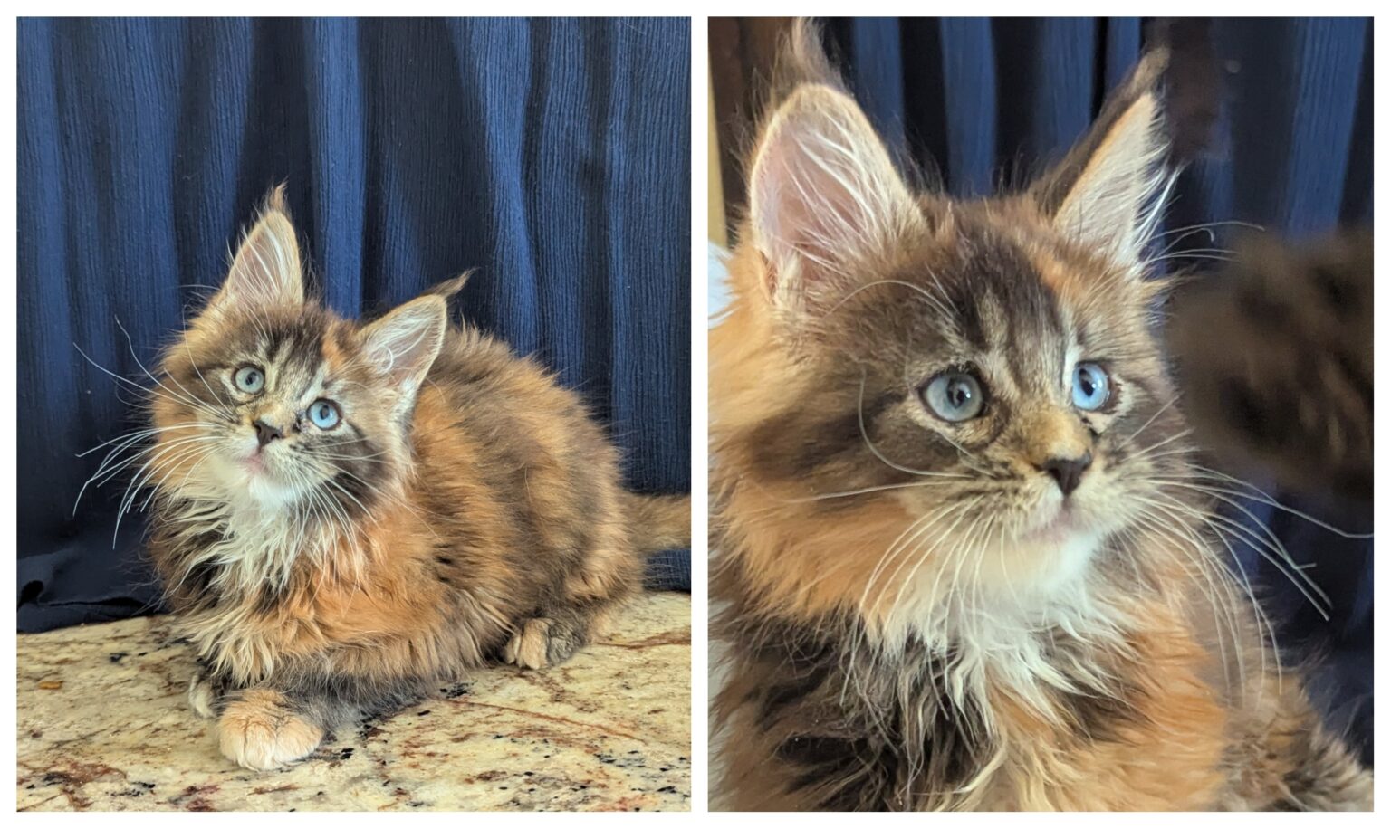 Gelato-blue eyed ticked torbie - Gold Rush Maine Coons