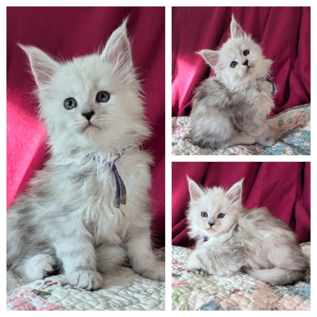 Edelweiss and Boaz - Gold Rush Maine Coons